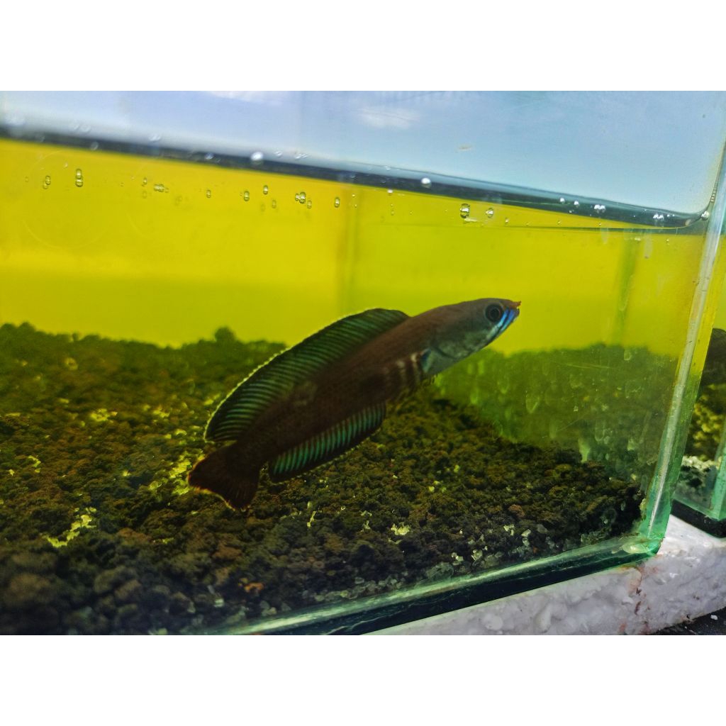 Jual Channa Andrao (6-7 cm) | Shopee Indonesia