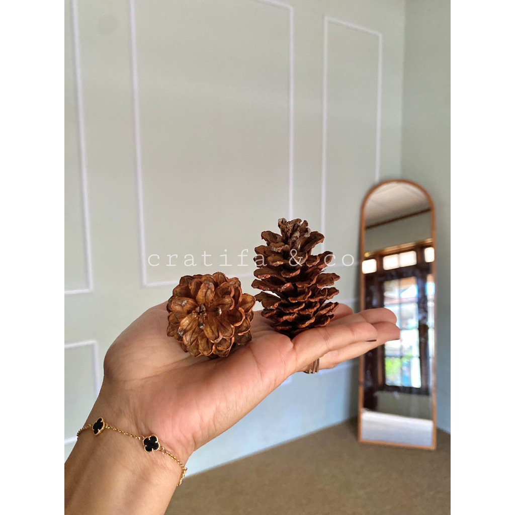 Jual Bunga Pinus Kering Ukuran Kecil Hiasan Seserahan Rustic Bunga ...