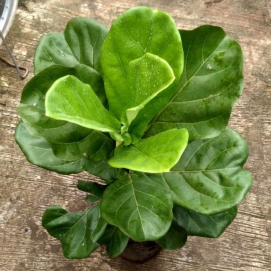 Jual Tanaman Pohon Ketapang Biola - Tanaman Ficus lyrata (60-70 Cm ...