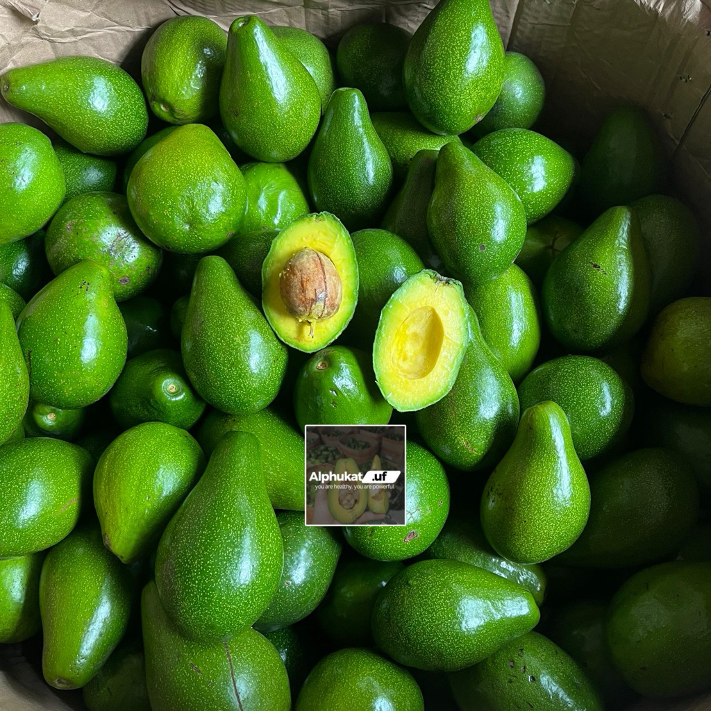 Jual Alpukat Mentega Reguler - Alphukat.uf | Shopee Indonesia