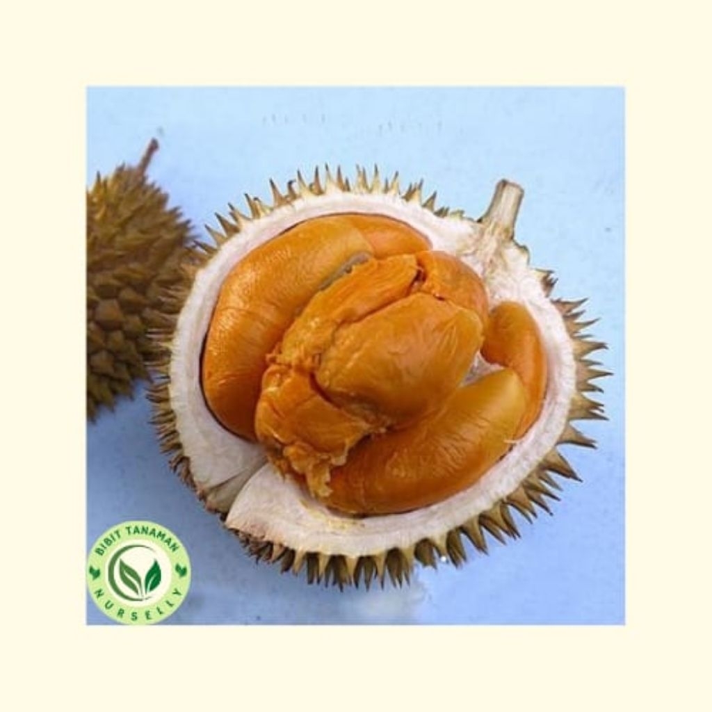 Jual Bibit Pohon Durian Oche / Biasa Disebut Juga Duri Hitam / Varietas Unggulan Premium Asal ...