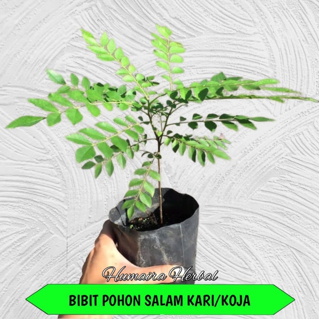 Jual Bibit Tanaman Salam Koja Rimbun Pohon Daun Kari Pohon Kari Untuk ...
