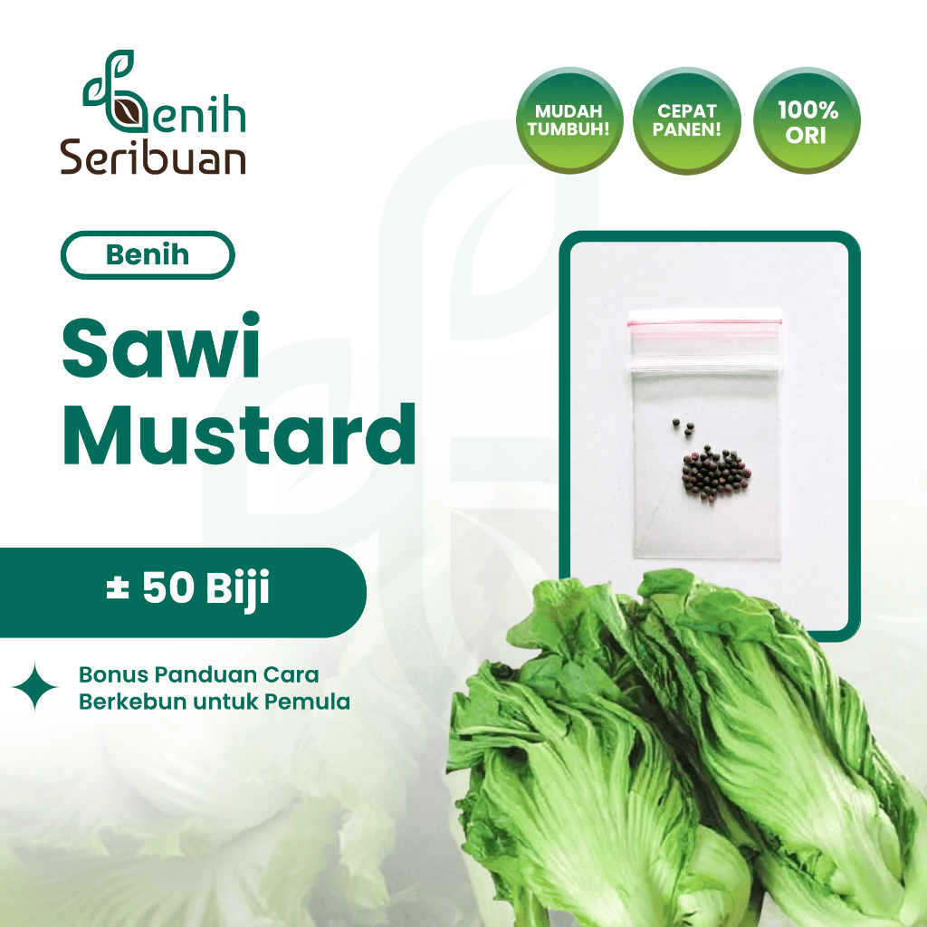 Jual 50 Bibit Sawi Mustard Head Lettuce Glory Benih Sayuran Pahit Known ...