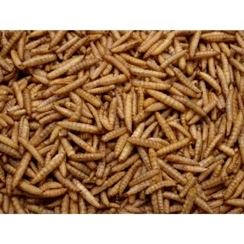 Jual Maggot kering 1 kg / maggot 1 kg / maggot kering / maggot / pakan ...