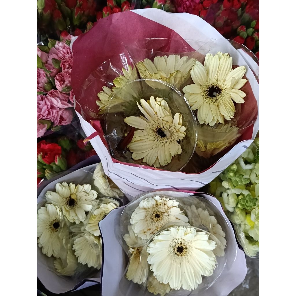Jual Bunga Garbera Potong Segar | Shopee Indonesia