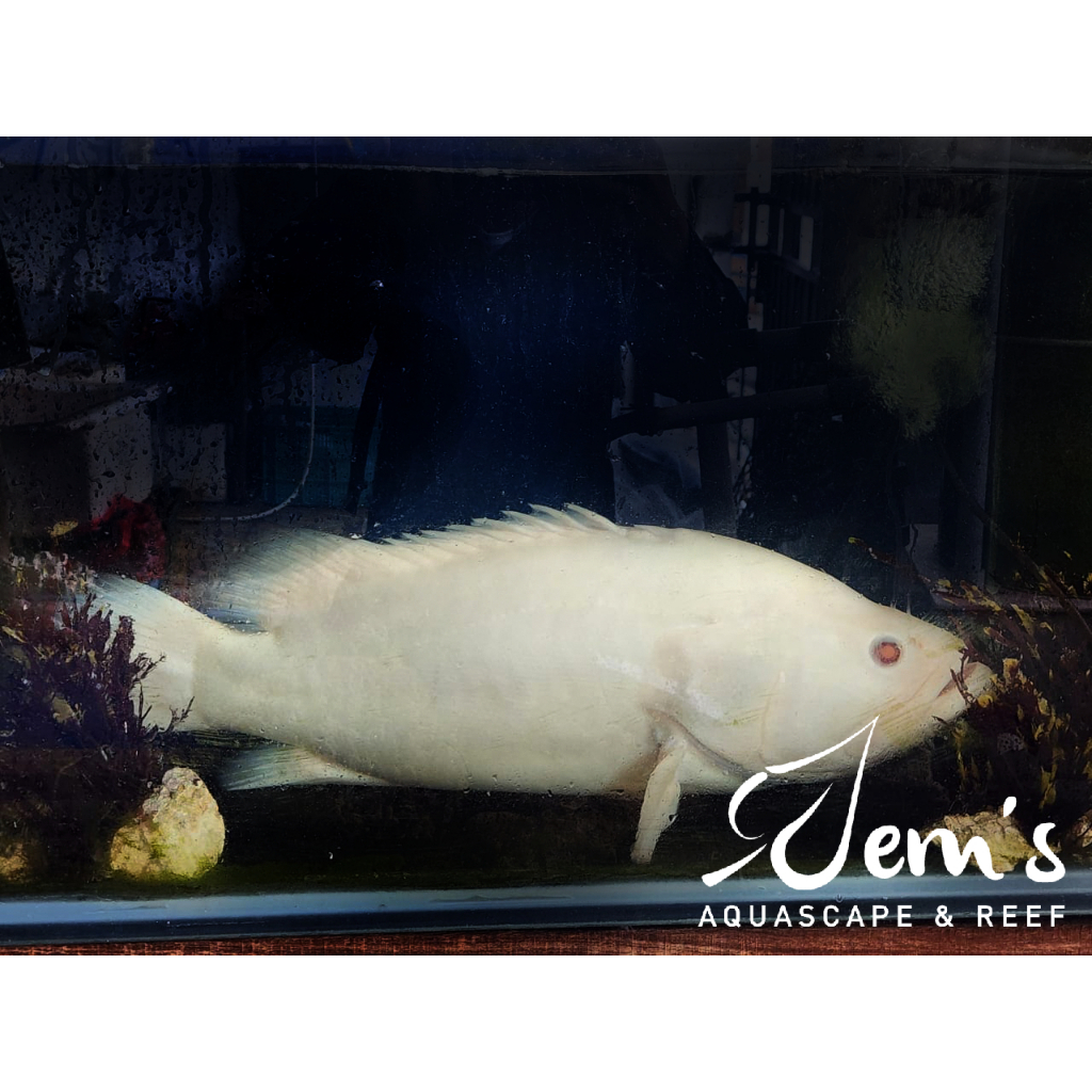 Jual Ikan Air Laut Kerapu Albino Mata Merah (Ruby Eyes Albino Grouper ...