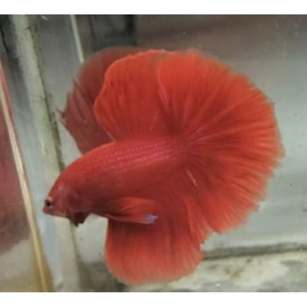 Jual HM SUPER RED SIZ M | Shopee Indonesia