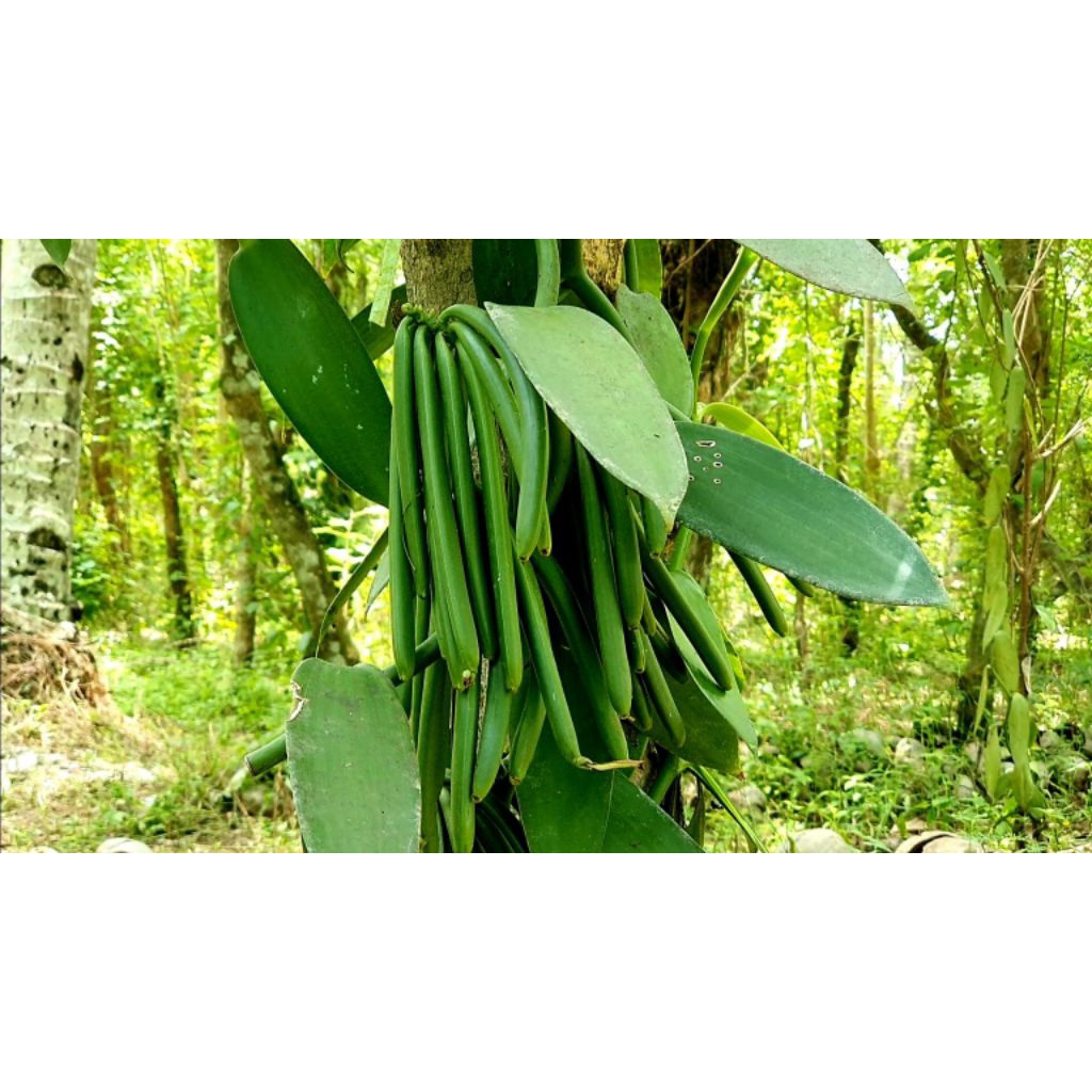 Jual Bibit Vanili 1 meter sulur - Panili unggul per meter vanili vanila ...