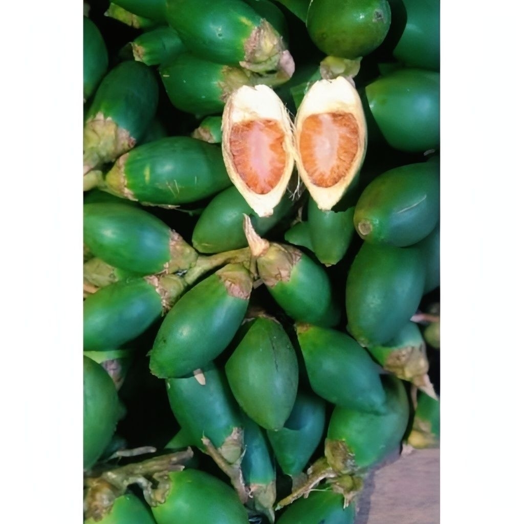 Jual Pinang Muda fresh segar/Buah Pinang Muda biji besar 1kg | Shopee ...