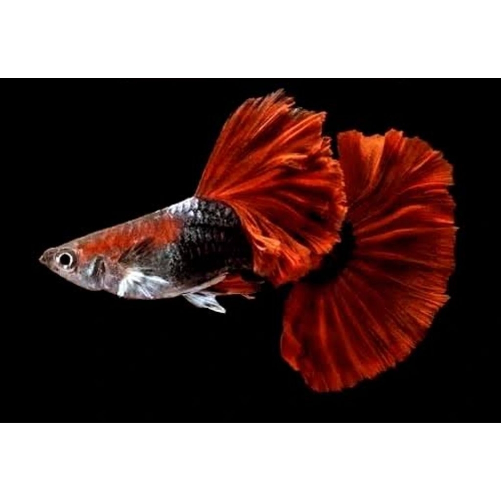 Jual aksesoris akuarium (guppy Hb Red Rosetail cauli) 1 pasang | Shopee ...