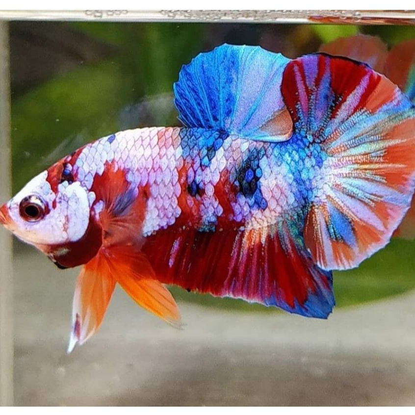 Jual MULTI NEMO MULTICOLOR TOP GRADE BEST SELLER | Shopee Indonesia