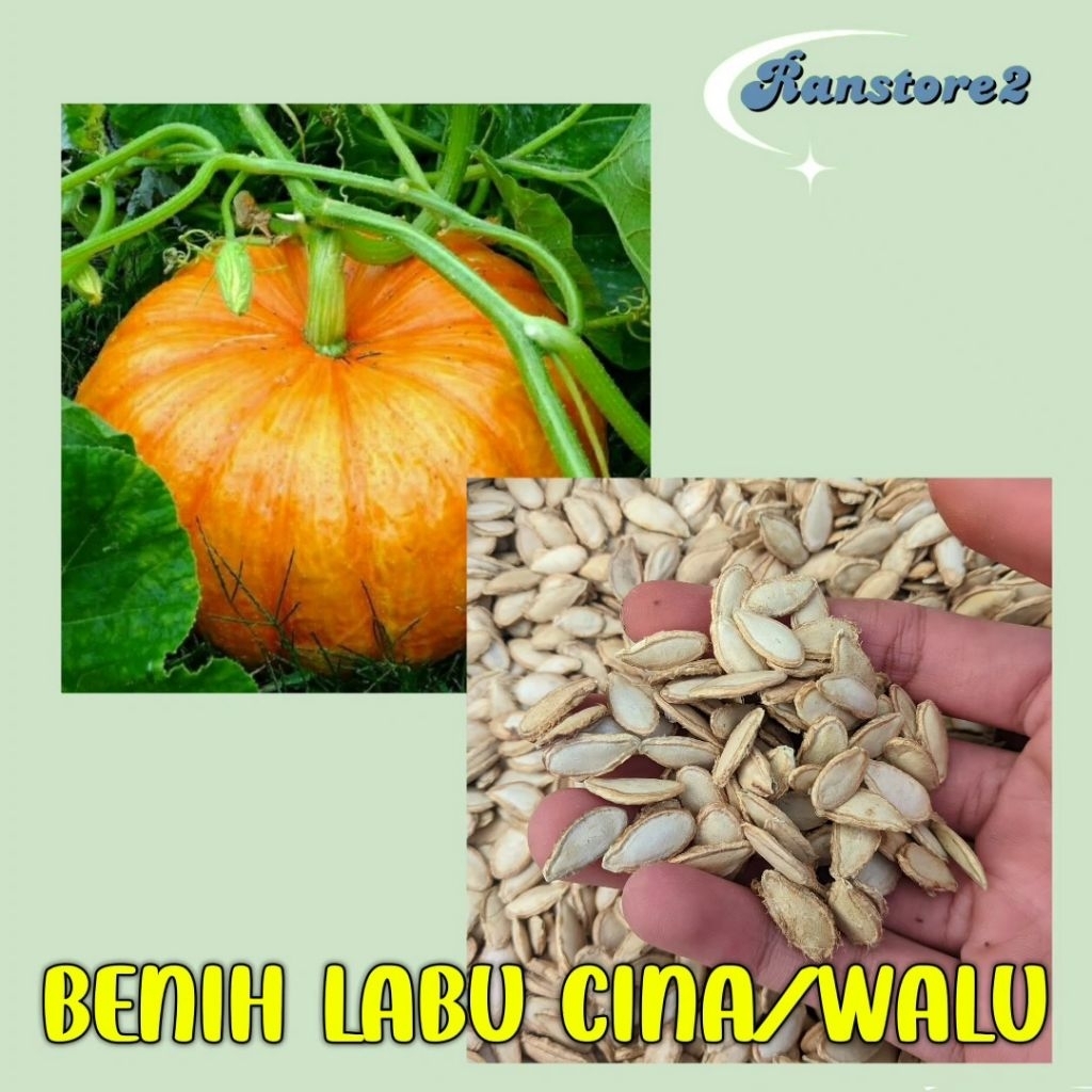 Jual (100) BENIH BIJI LABU CINA / WALU | Shopee Indonesia