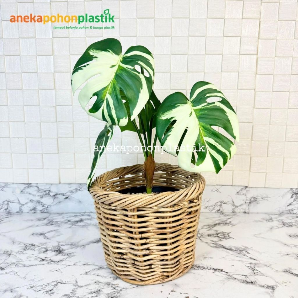 Jual Pohon Imitasi Daun Artificial Monstera Variegata X5 Latex Cover ...