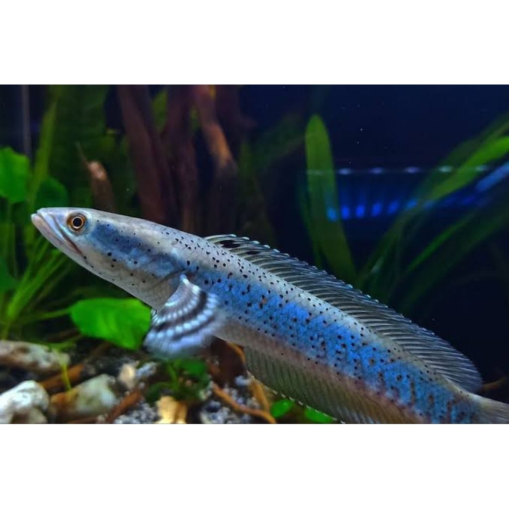 Jual hiasan aquarium ( blue pulcra grade A) | Shopee Indonesia