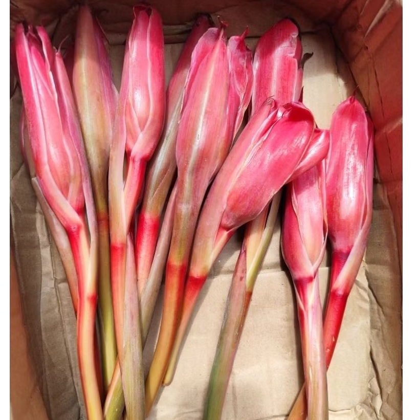 Jual Bunga Rias Segar Bunga Kecombrang Sayur | Shopee Indonesia