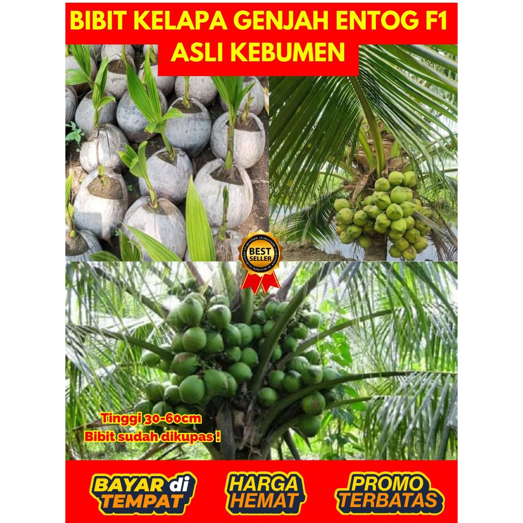Jual TERBUKTI GENJAH !! Pohon Kelapa Genjah Entok F1 Asli Kebumen ...