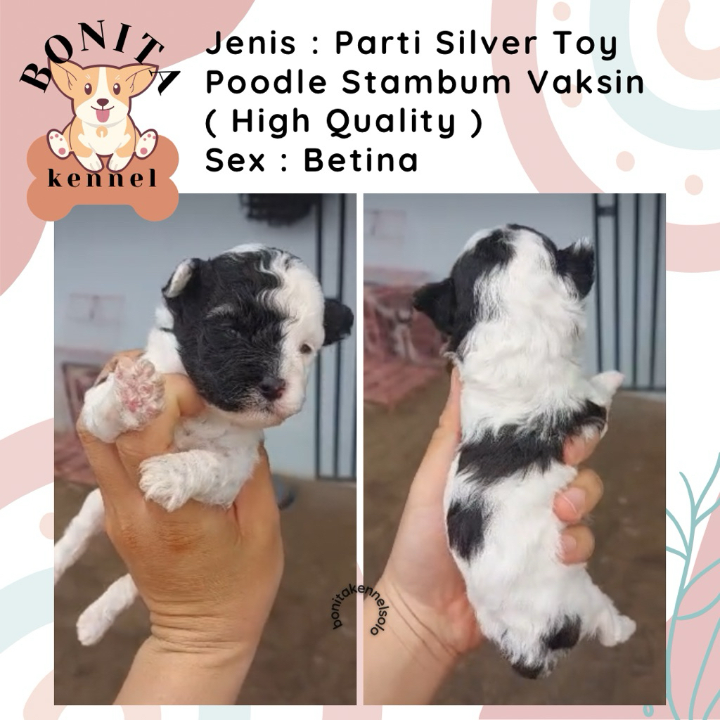Jual Parti Silver Toy Tiny Poodle Stambum Jantan Betina Anak Anjing ...