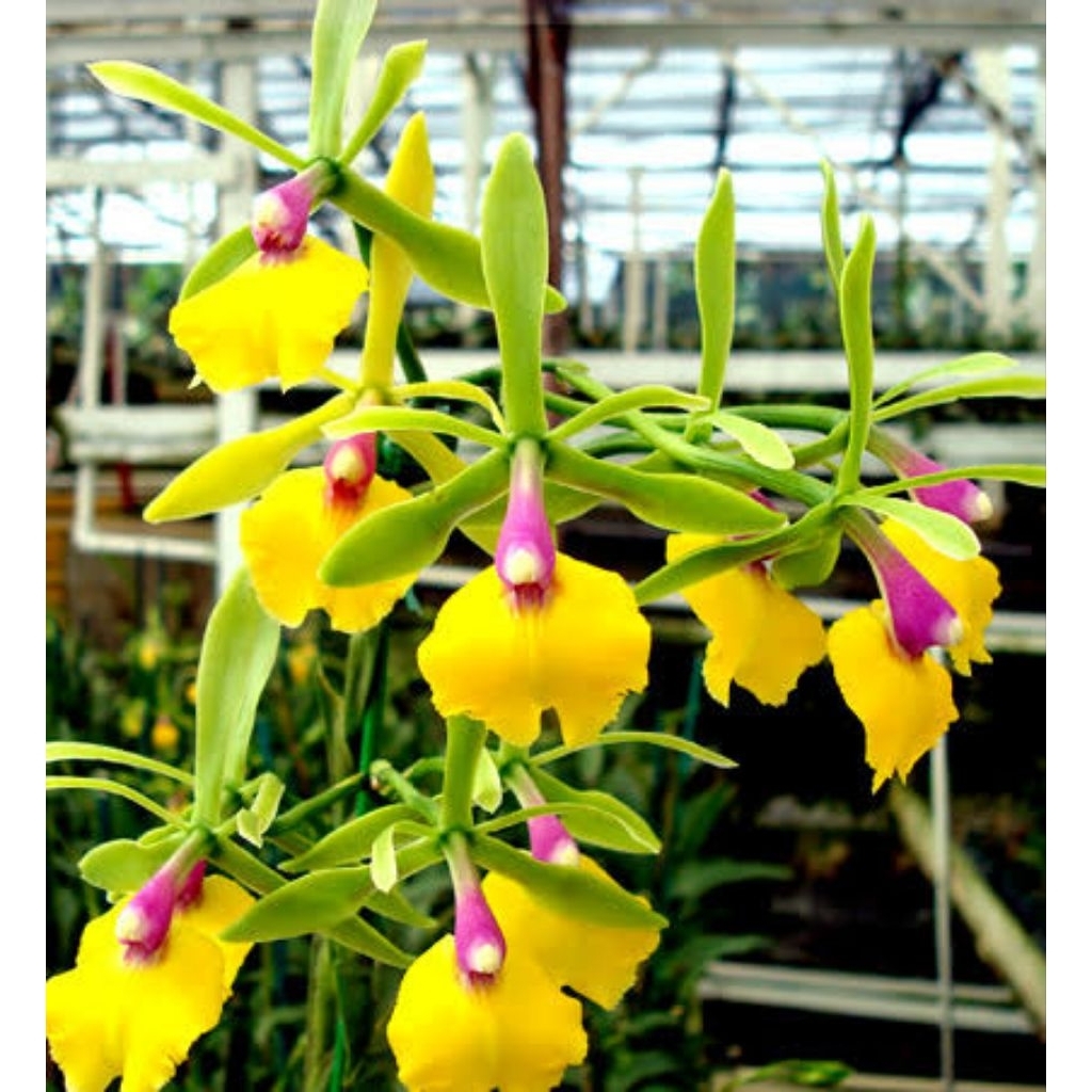 Jual Anggrek Epi Rene Marques | Shopee Indonesia