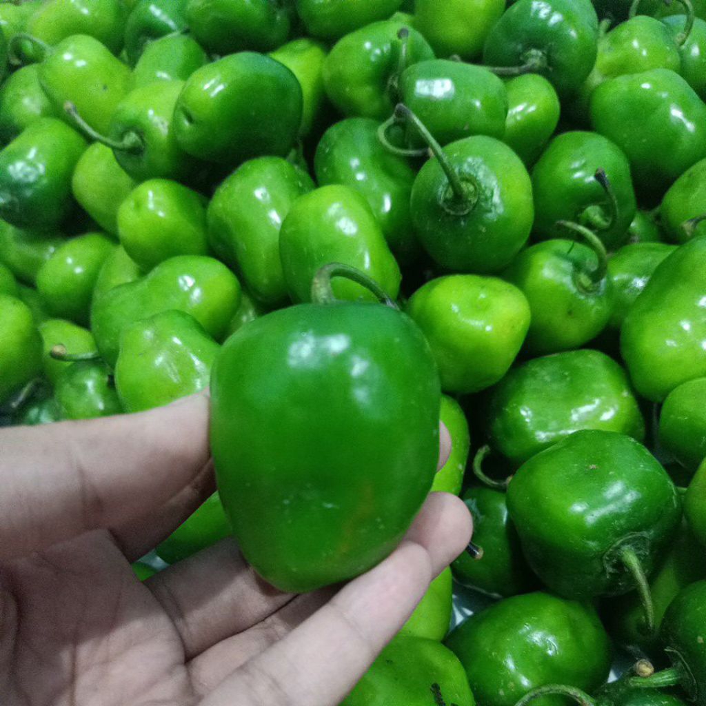 Jual Cabai Gendot Dieng Fresh 1kg - 2kg | Shopee Indonesia