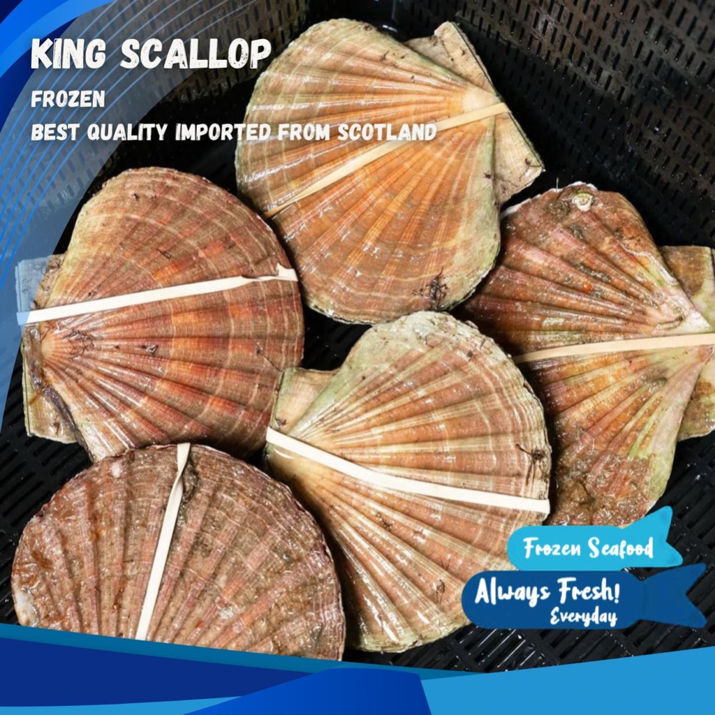 Jual KING SCALLOP JUAL SEAFOOD LIVE DAN FROZEN PER PCS IMPORT SCOTLAND ...