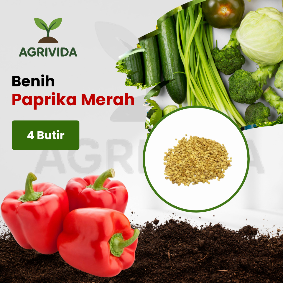 Jual Benih Paprika Merah 4 Butir | Shopee Indonesia