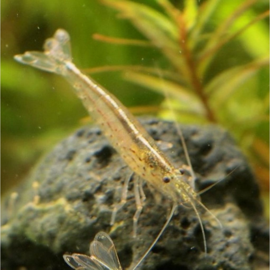 Jual 20 pcs + Tanaman air lemna + 5 gapi / Udang Hias caridina , cery ...