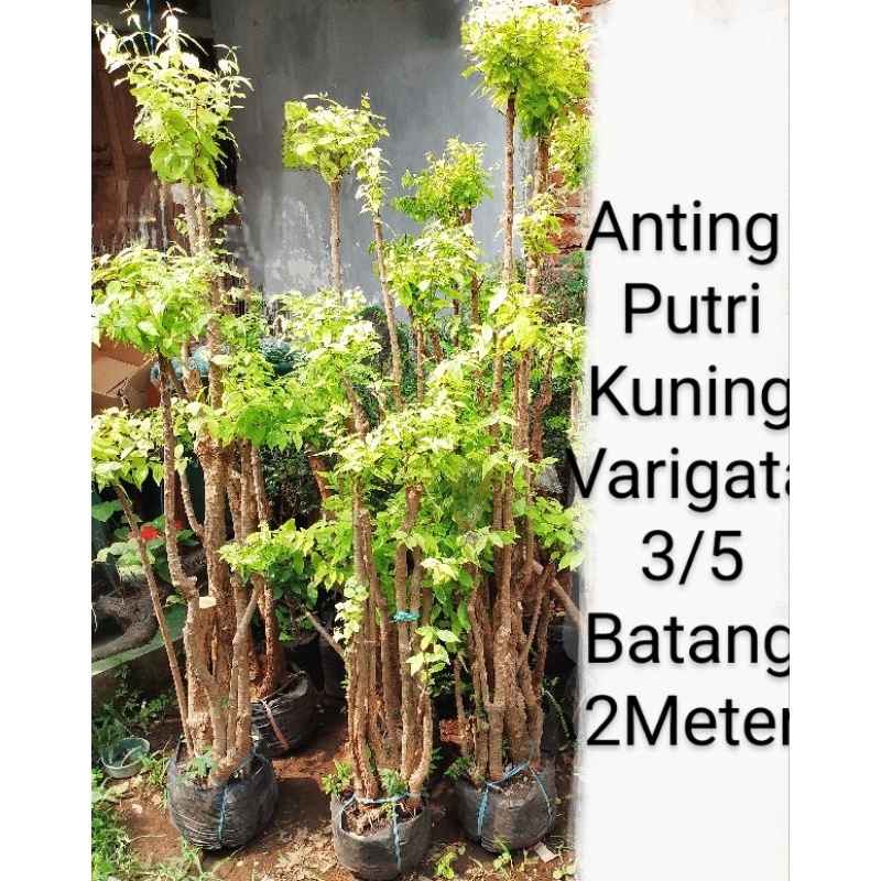 Jual Anting Putri Kuning Varigata 3/5 Batang 2Meter | Shopee Indonesia