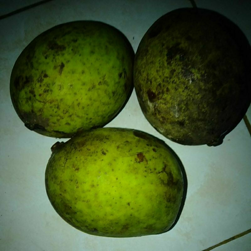 Jual Buah Mangga Bacang Pakel kg | Shopee Indonesia