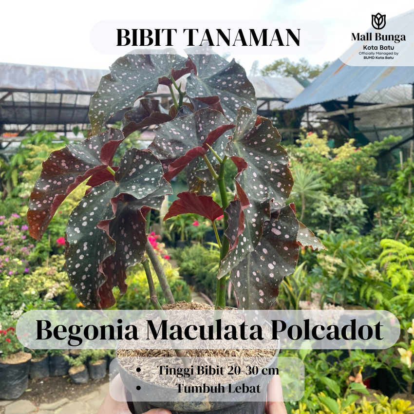 Jual Bibit Begonia Maculata Polkadot - Tanaman Hias Hariang Totol Putih ...