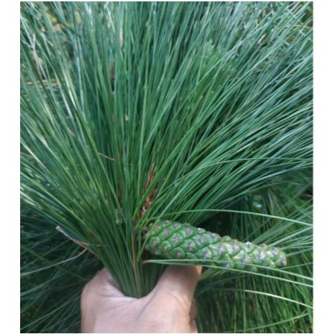 Jual DAUN PINUS SEGAR | Shopee Indonesia
