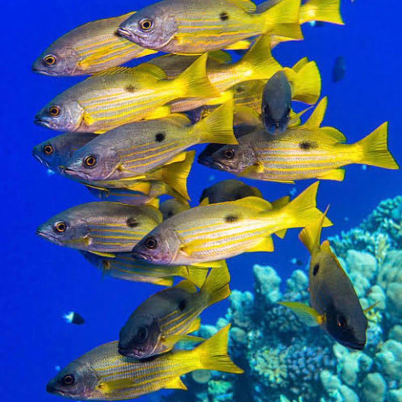 Jual (BRACKISH) KAKAP TOMPEL LUTJANUS SNAPPER IKAN HIAS AQUARIUM ...