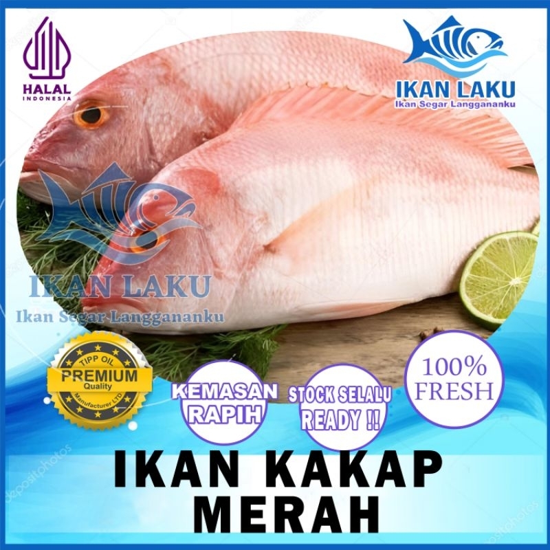 Jual Ikan Kakap Merah Premium Fresh Termurah Bergaransi Ikan Segar Ikan ...