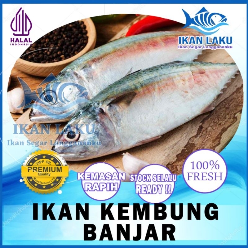 Jual IKAN KEMBUNG BANJAR ASLI PREMIUM FRESH TERMURAH BERGARANSI IKAN ...