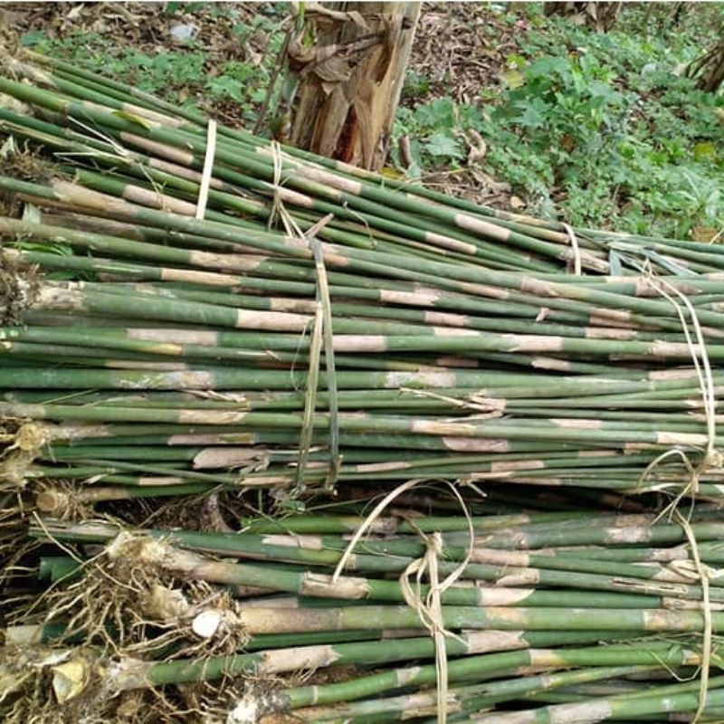 Jual stek bibit bambu apus panjang 30cm bambu lemang bambu tali bambu ...