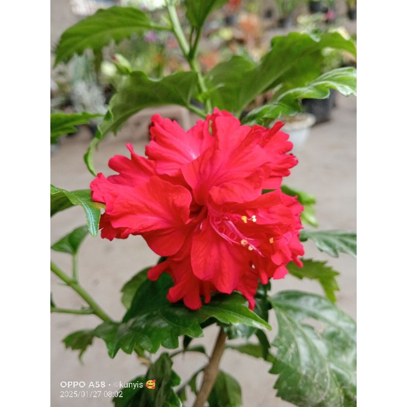 Jual Bunga Sepatu merah Tumpuk Batang BESAR | Shopee Indonesia