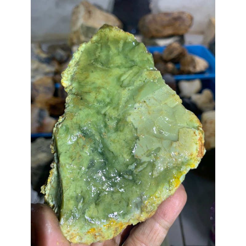 Jual ijo lumut sukabumi | Shopee Indonesia