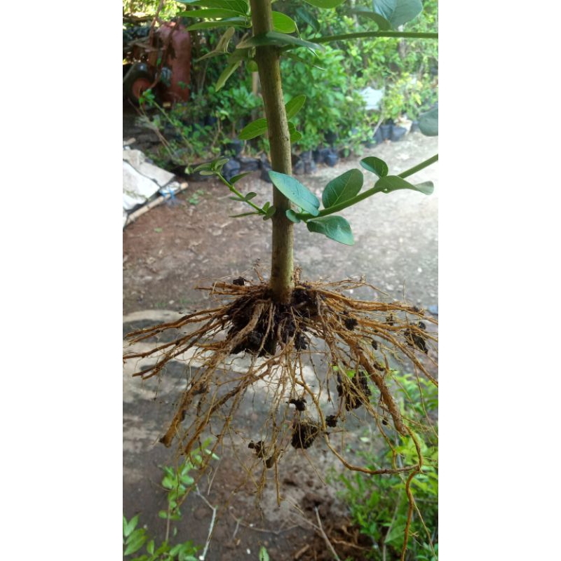 Jual setek sancang mini akar rimbun siap program | Shopee Indonesia