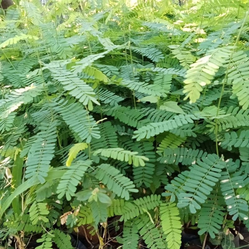 Jual 100 tangkai daun saga segar organik herbal untuk demam batuk ...