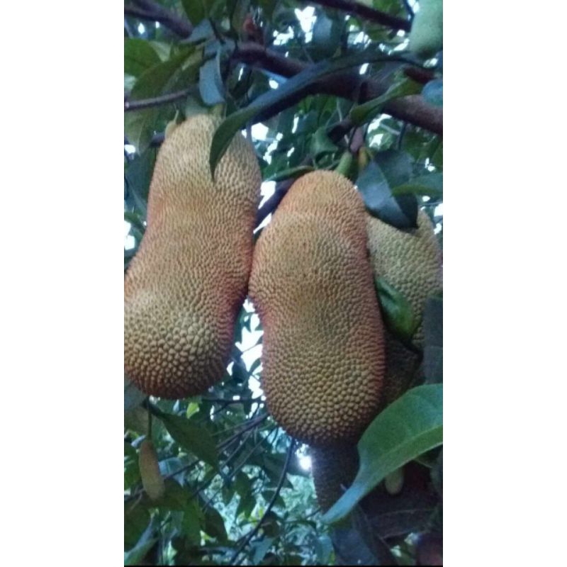 Jual Bibit Cempedak CH 28 Malaysia Ori/Valid | Shopee Indonesia