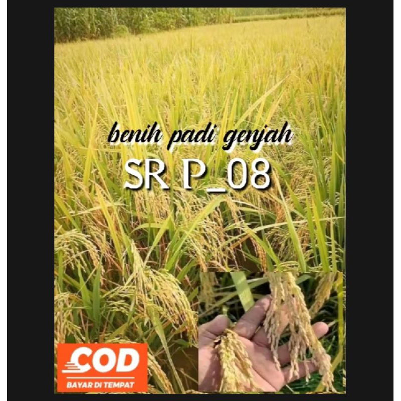 Jual Benih padi GENJAH SR P08 kemasan 5kg | Shopee Indonesia