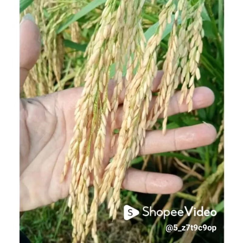 Jual Benih Padi Hibrida Sterling BS88 1kilo | Shopee Indonesia