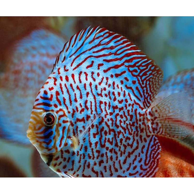 Jual Discus KV /King Viper //hias aquarium | Shopee Indonesia