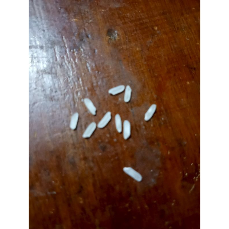 Jual jual beras 10 butir premium | Shopee Indonesia