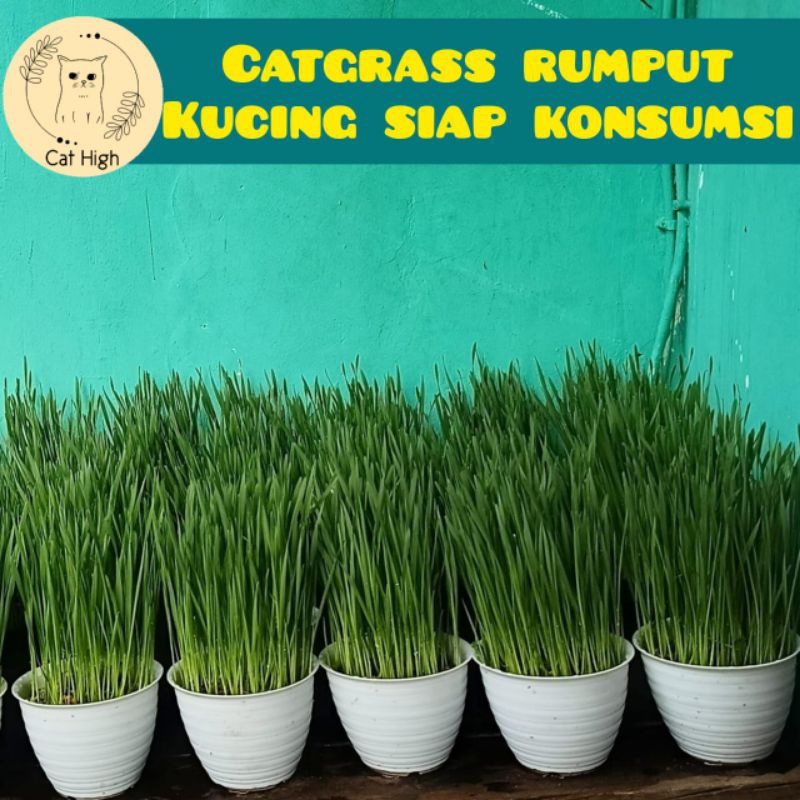 Jual rumput gandum catgrass rumput kucing siap konsumsi fresh (pot ...