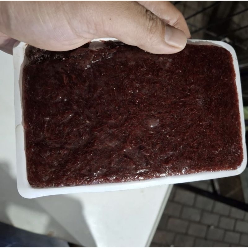 Jual Cacing Beku Blood Worm Tray 1 Kg isi 10 tray @100 gram bersih ...