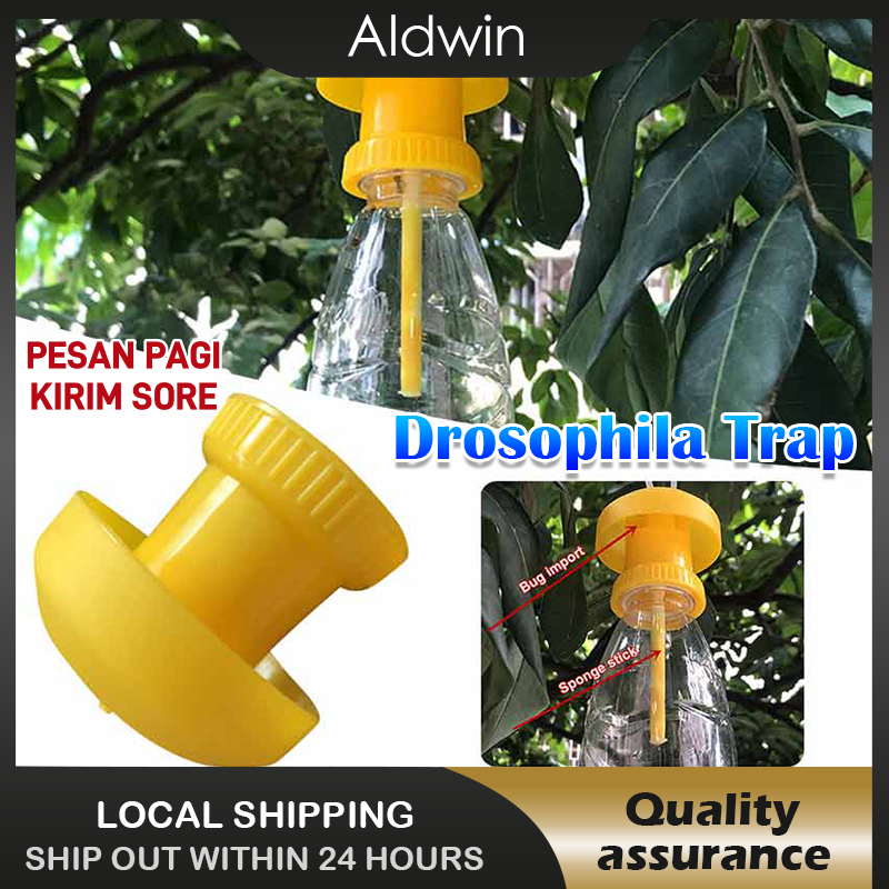 Jual Perangkap Lalat Buah Drosophila Bahan Plastik Warna Kuning Ukuran ...