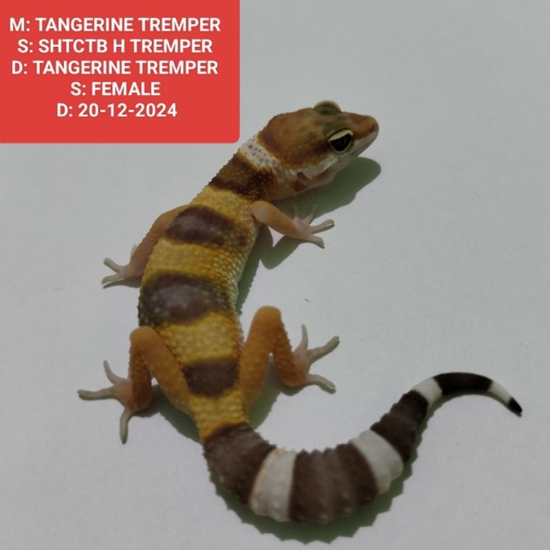Jual TANGERINE TREMPER GECKO LEOPARD | Shopee Indonesia