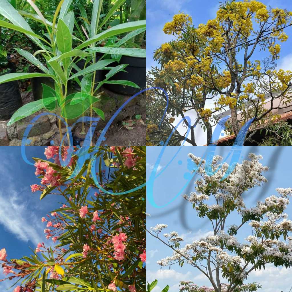 Jual Bibit Pohon Bunga Sakura Tabebuya Tabebuia Siap Tanam | Shopee ...
