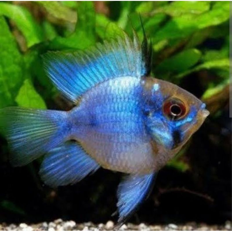Jual ikan hias blue elektrik ikan air tawar | Shopee Indonesia