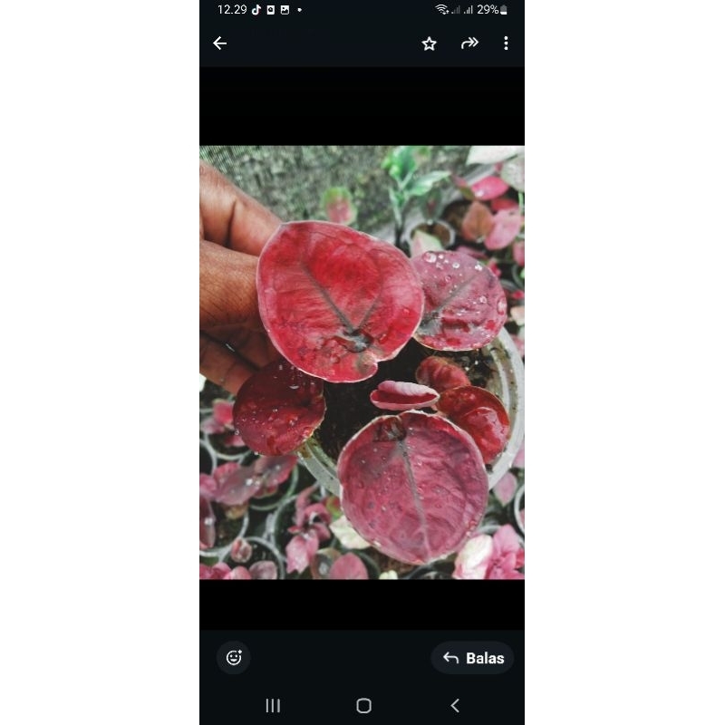 Jual Tanaman Caladium Thailand Seris daun tebal remaja | Shopee Indonesia